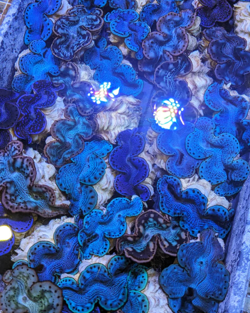 Biota Maxima Red Sea Clams – New Wave Aquaria