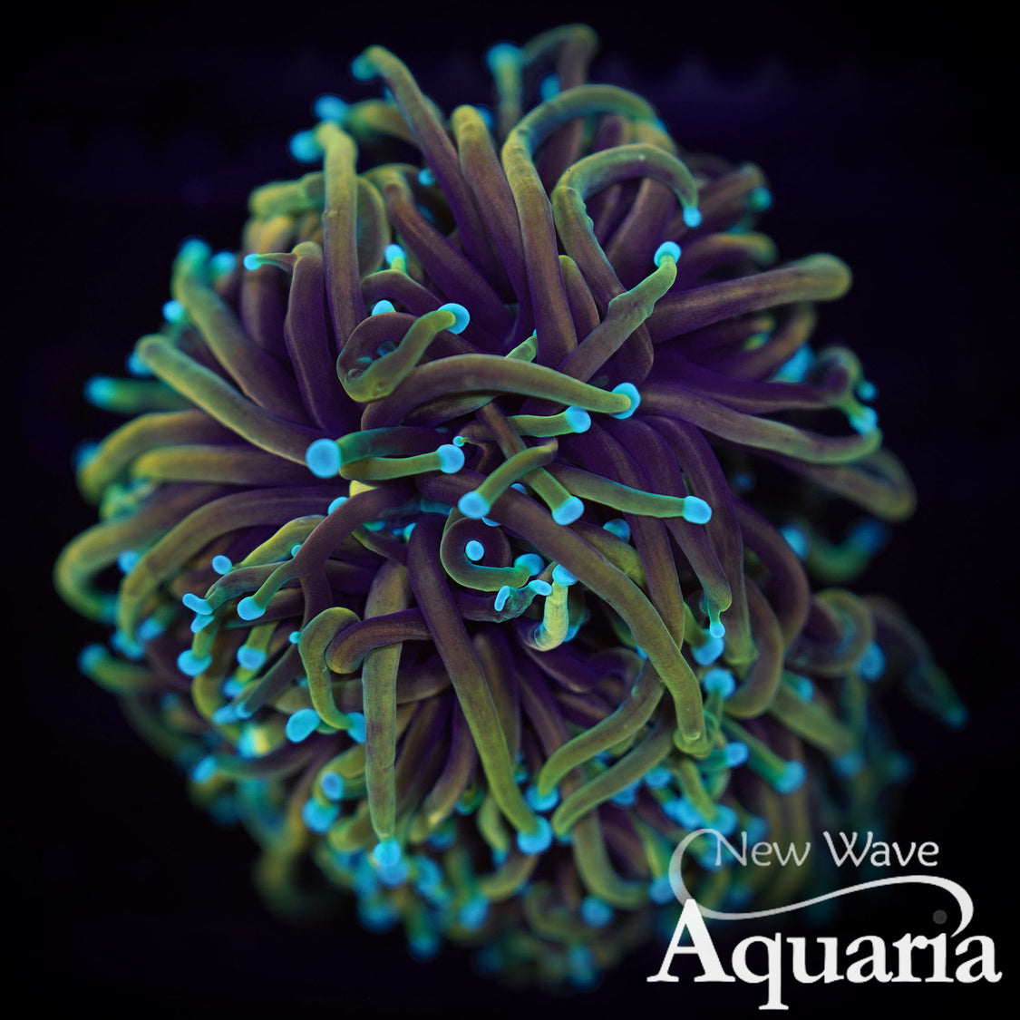 203 Rapunzel Torch – New Wave Aquaria