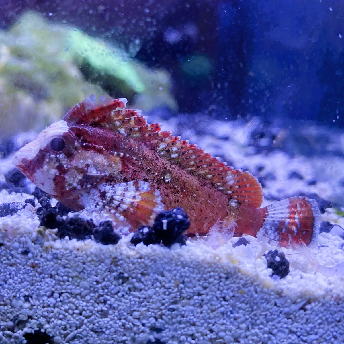 Pygmy Rooster Waspfish – New Wave Aquaria
