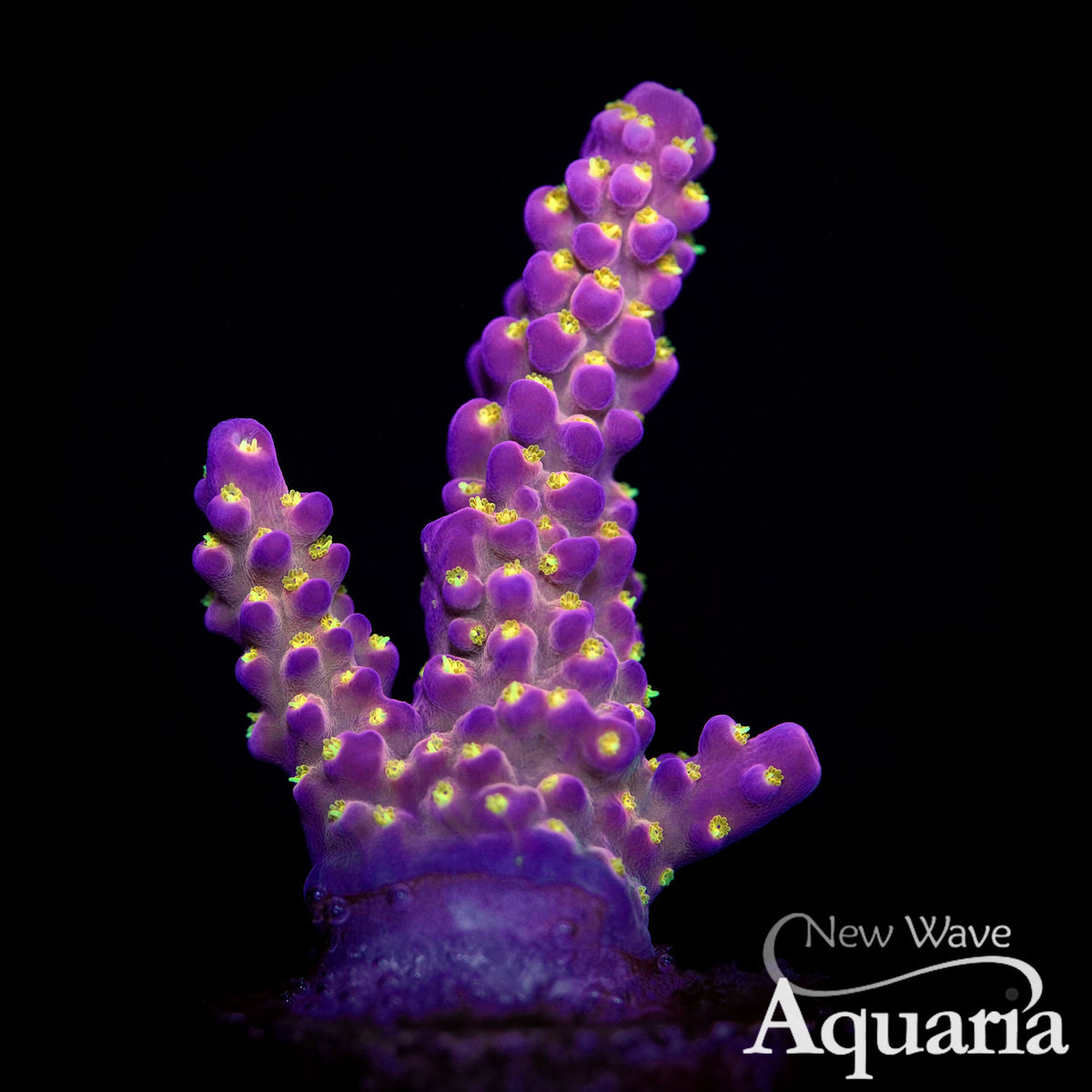330 Route 66 Merlin's Staff Acro – New Wave Aquaria