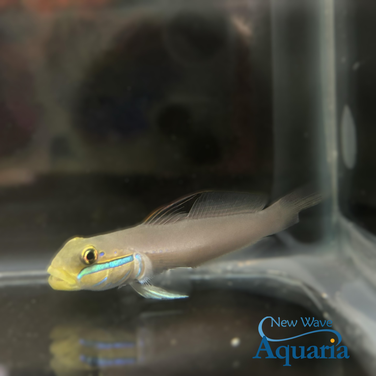 Sleeper Gold Head Goby – New Wave Aquaria