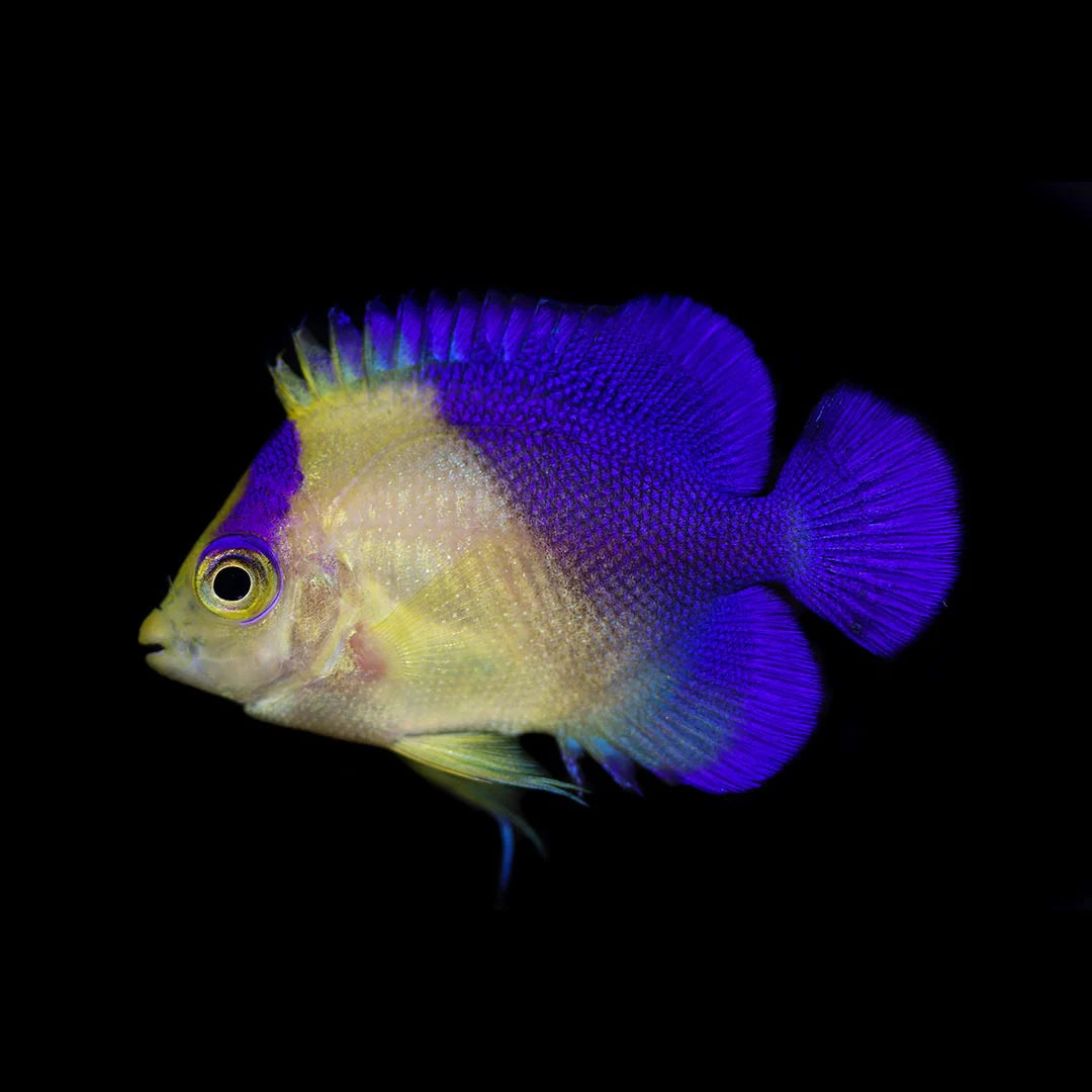 Venustus Angelfish (Bali Aquarich Captive Raised) – New Wave Aquaria