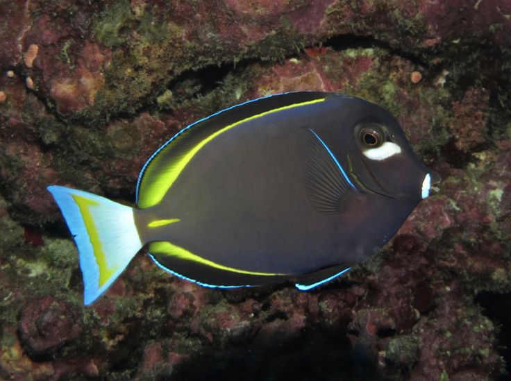 White Cheek Tang – New Wave Aquaria