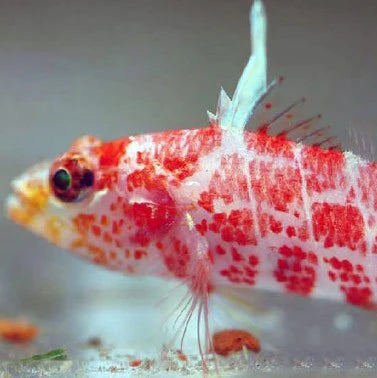 Geometric Pygmy Hawkfish – New Wave Aquaria