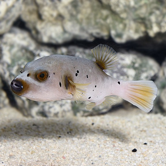 Dogface Puffer – New Wave Aquaria