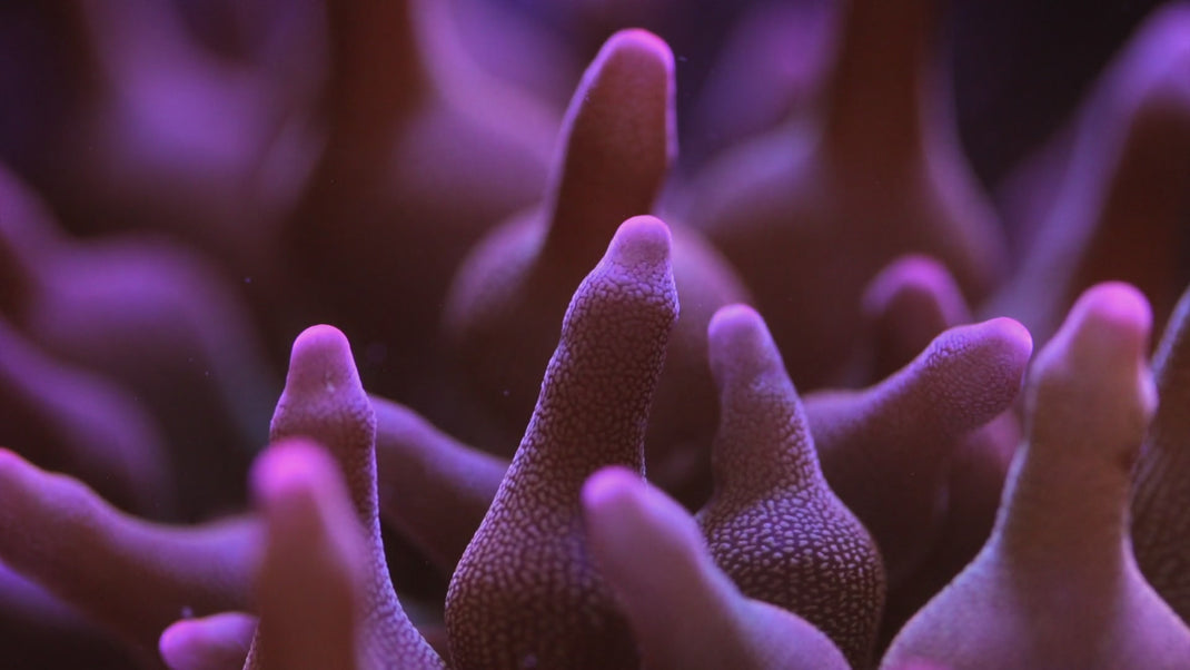 New Wave Aquaria. Shop corals, fish, and inverts