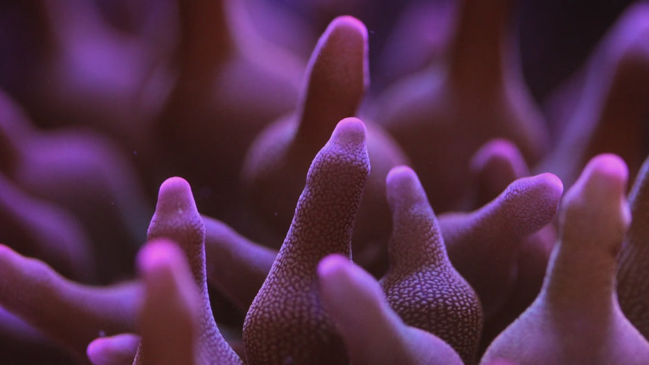 New Wave Aquaria. Shop corals, fish, and inverts