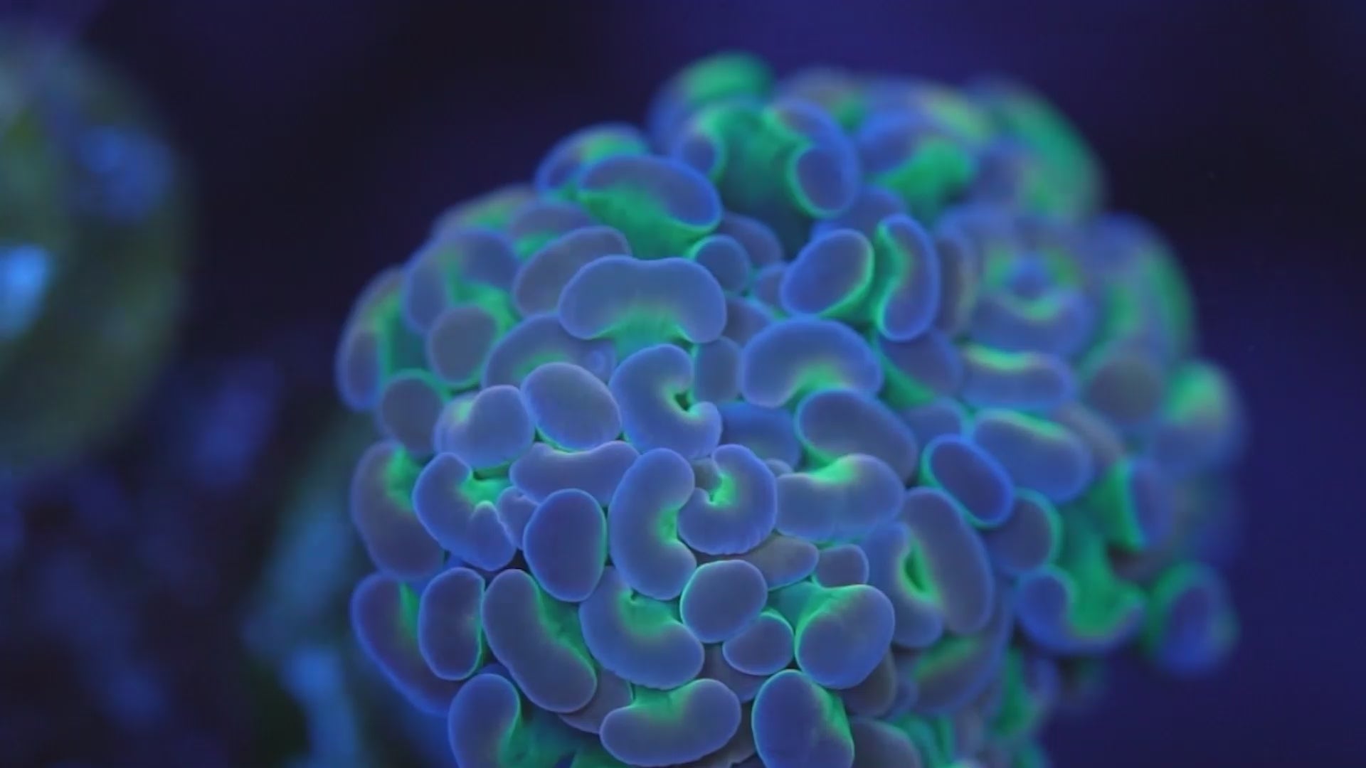 Coral – New Wave Aquaria