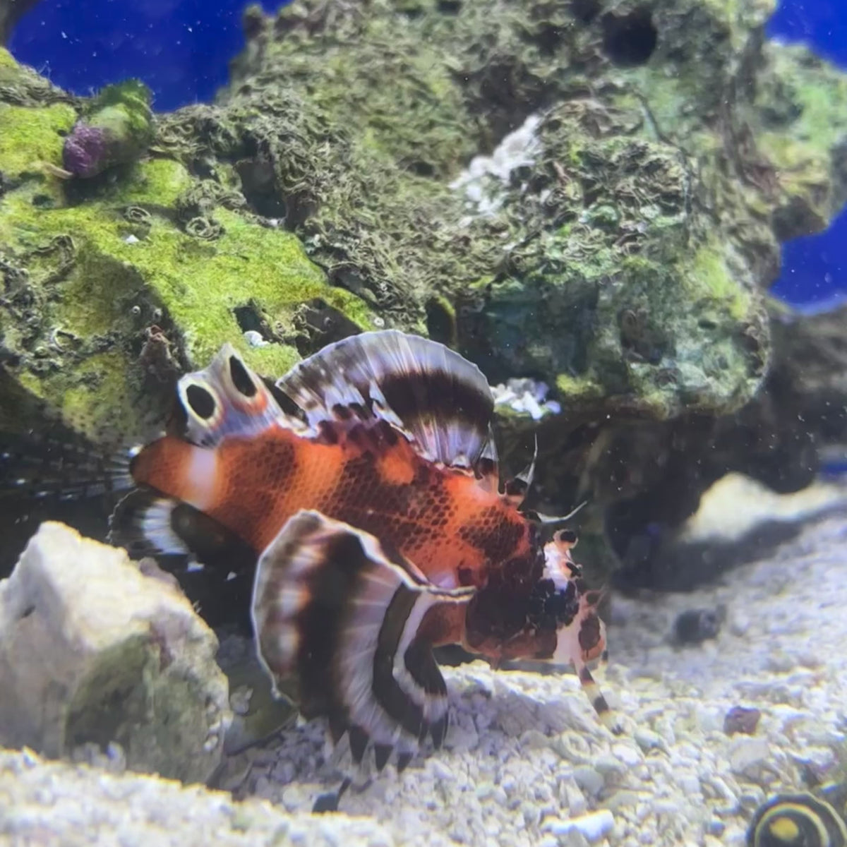 Fu Manchu Lionfish – New Wave Aquaria