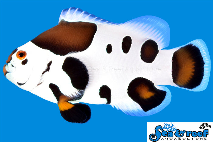 Photon Storm Clownfish – New Wave Aquaria