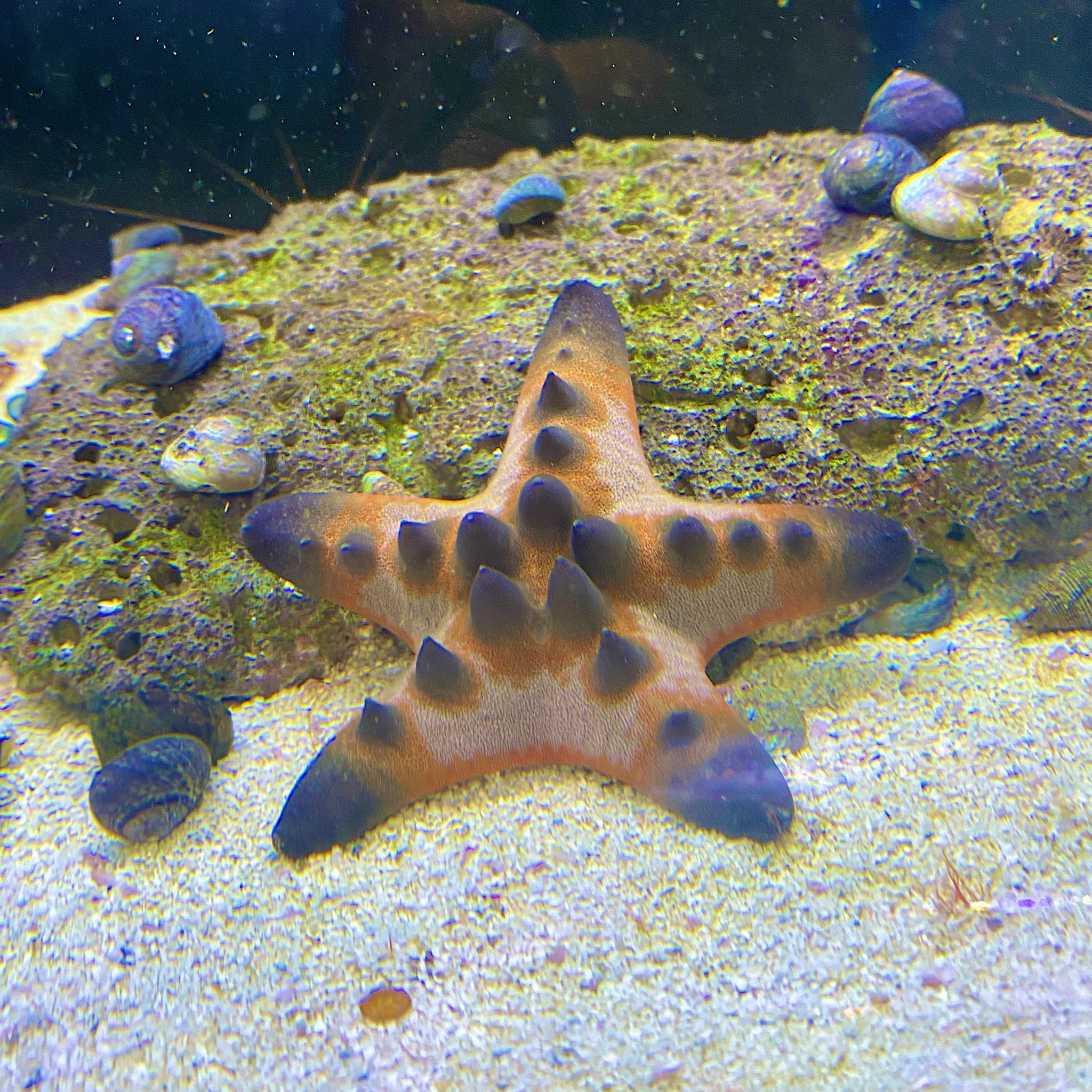 Chocolate Chip Starfish Feeding