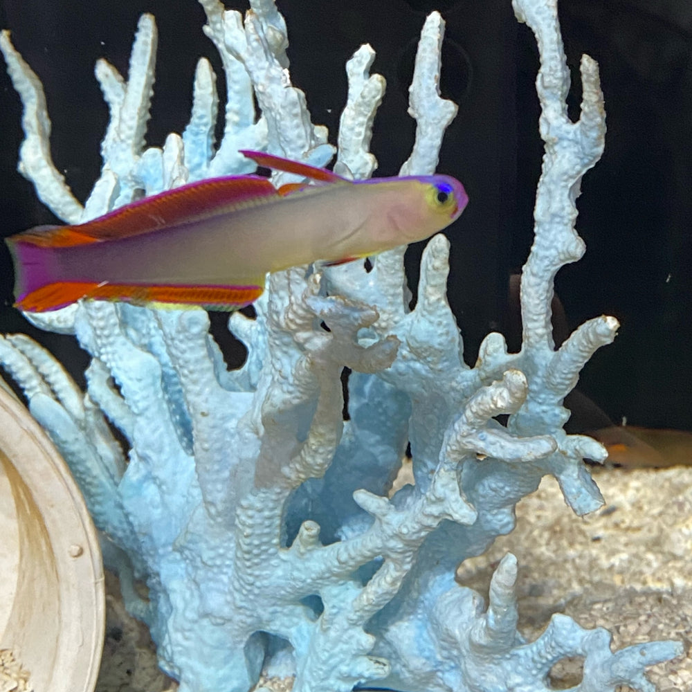 Fish – New Wave Aquaria