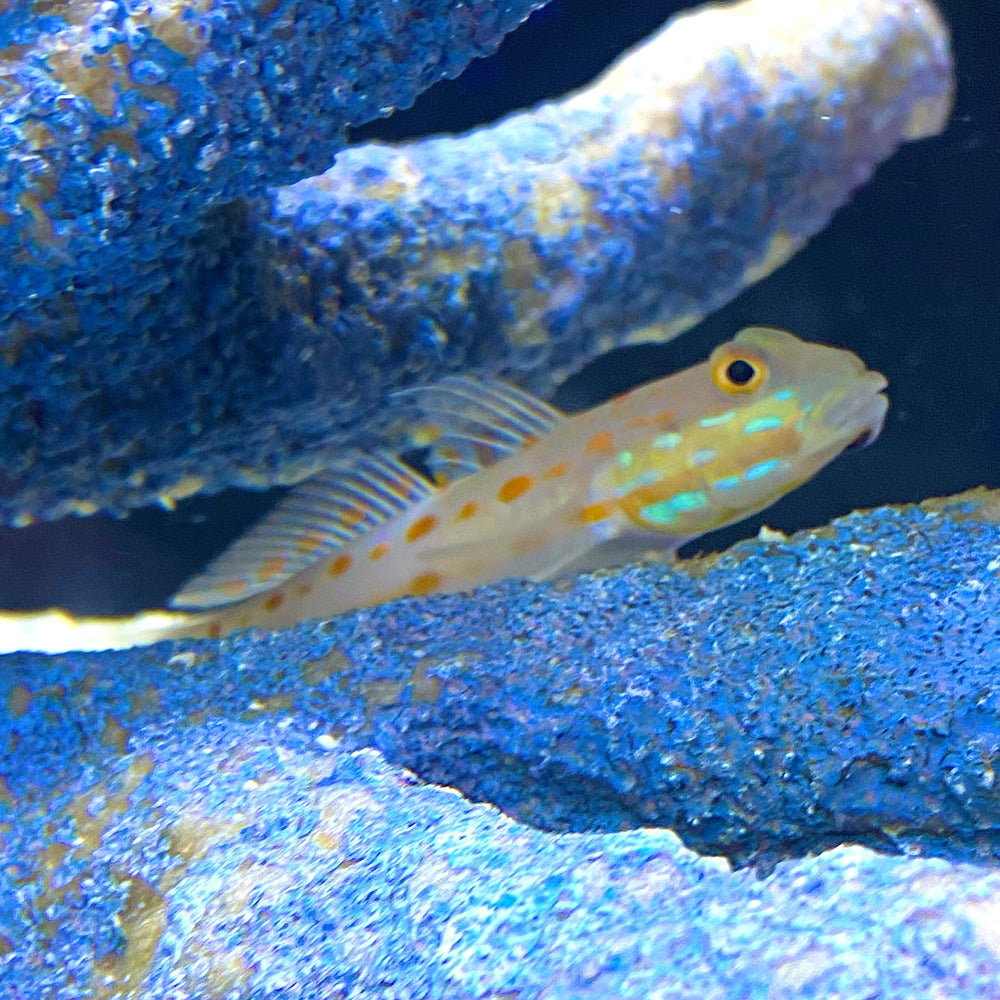 New Wave Aquaria. Shop corals, fish, and inverts