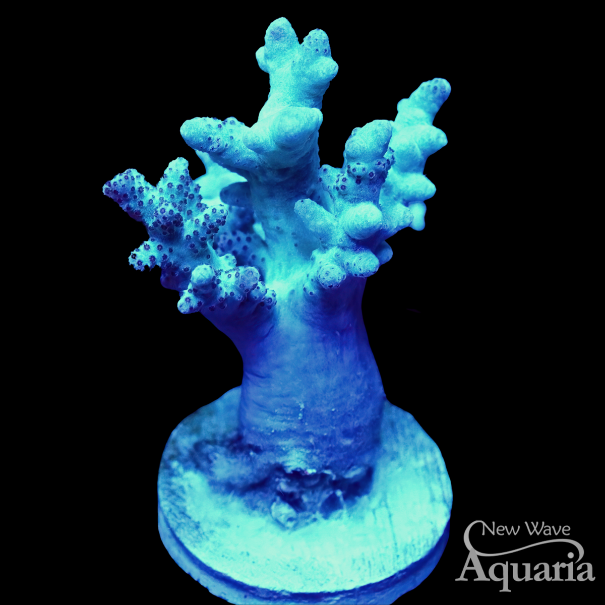 Mint Finger Leather – New Wave Aquaria