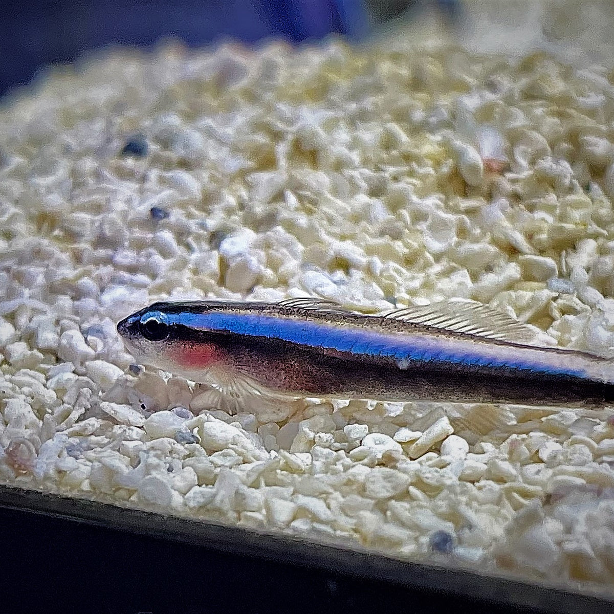 Bluestripe Neon Cleaner Goby – New Wave Aquaria