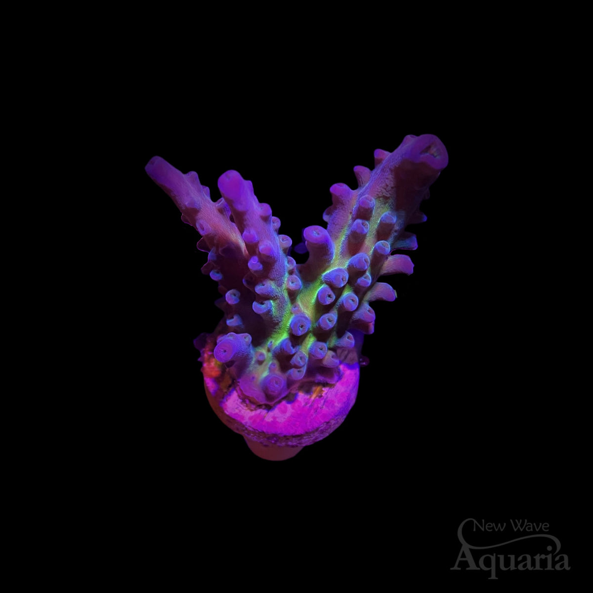 RR Aussie Gold Acro – New Wave Aquaria