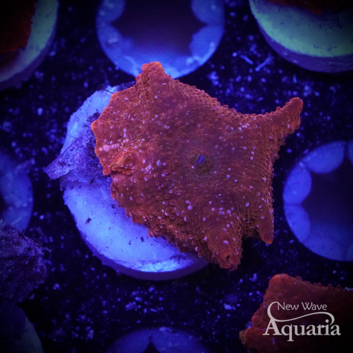 Red Discosoma Mushroom – New Wave Aquaria