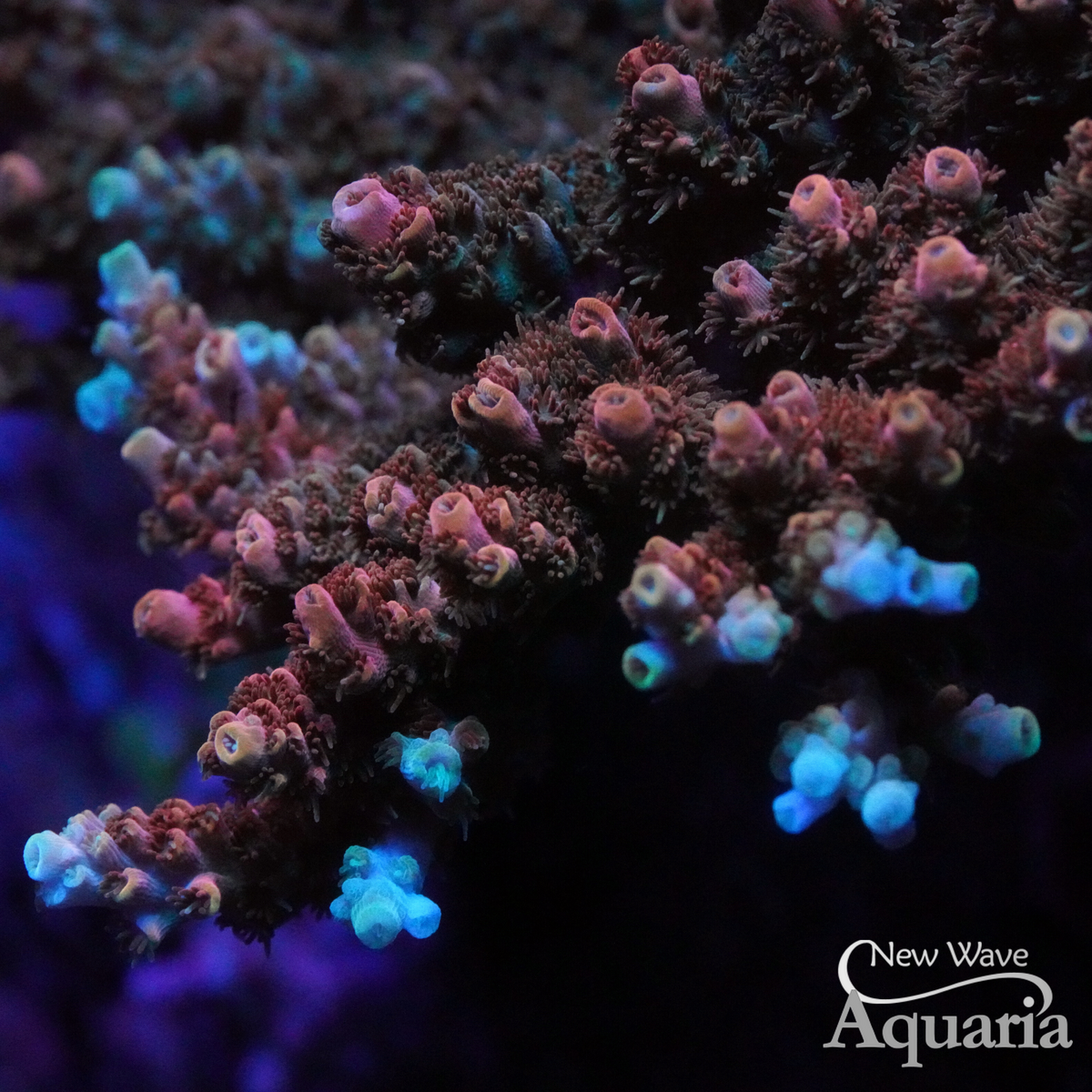 TSA Bill Murray - Cut to Order Frag – New Wave Aquaria
