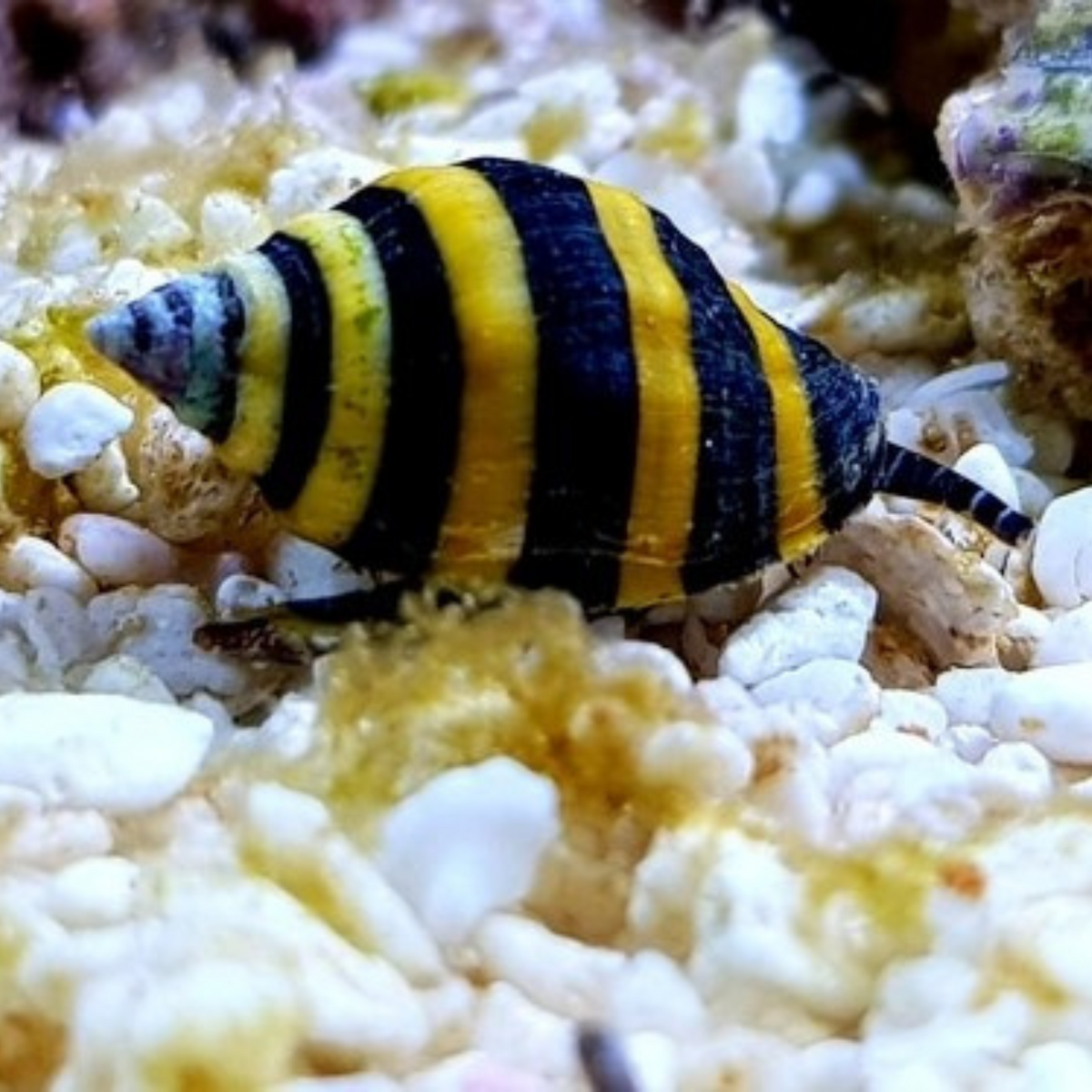 Bumble Bee Snail – New Wave Aquaria
