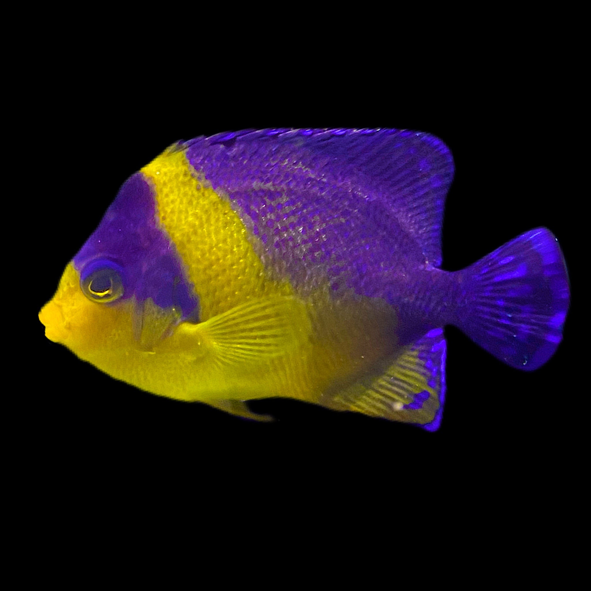 Venustus Angelfish