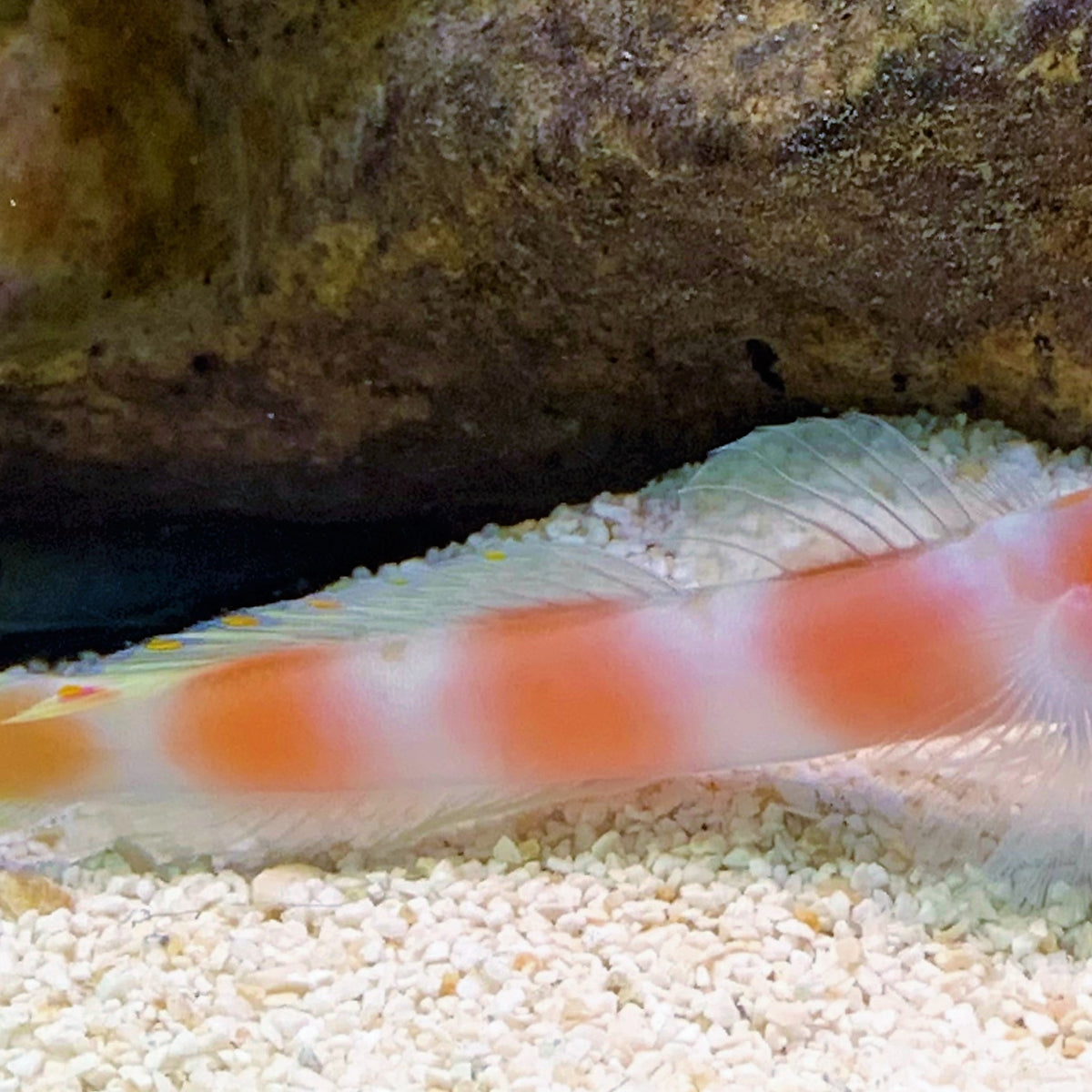 Aurora Suntail Goby – New Wave Aquaria