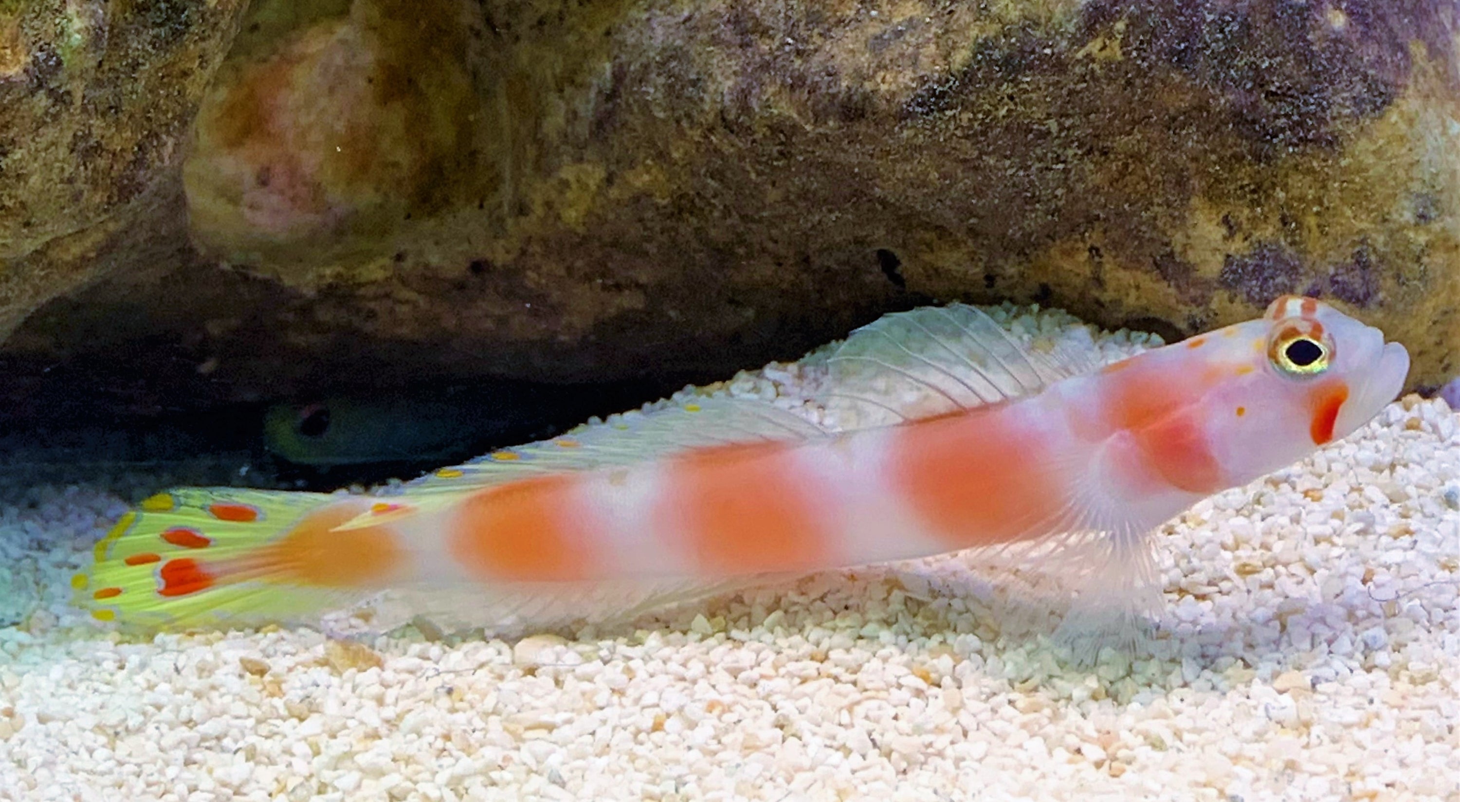 Gobies – New Wave Aquaria