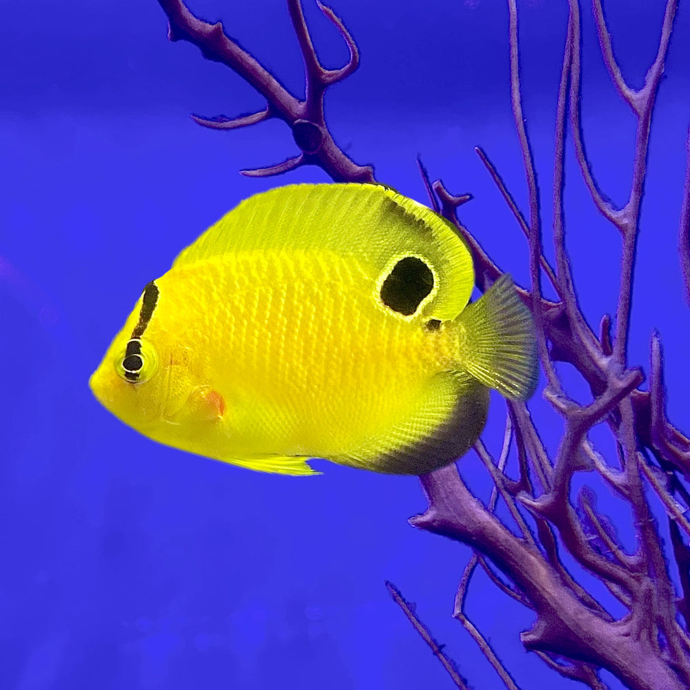 New Wave Aquaria. Shop corals, fish, and inverts