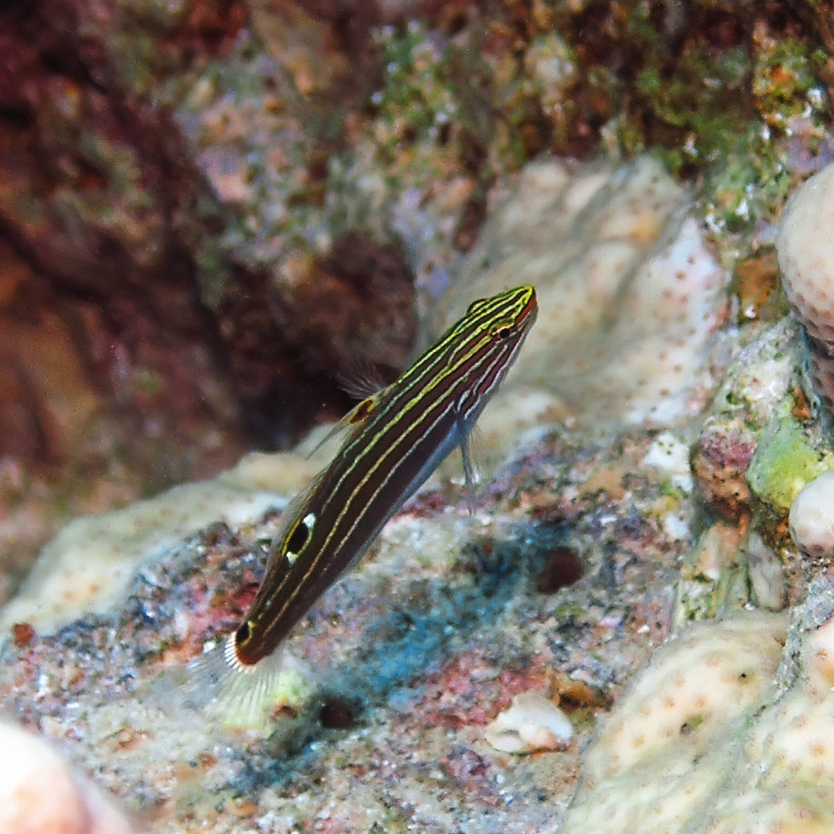 Hector’s Goby – New Wave Aquaria