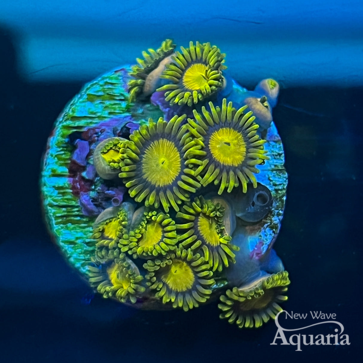 NWA205 King Midas Zoa – New Wave Aquaria