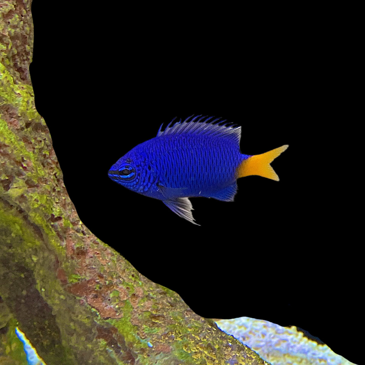 Yellow Tail Damsel – New Wave Aquaria