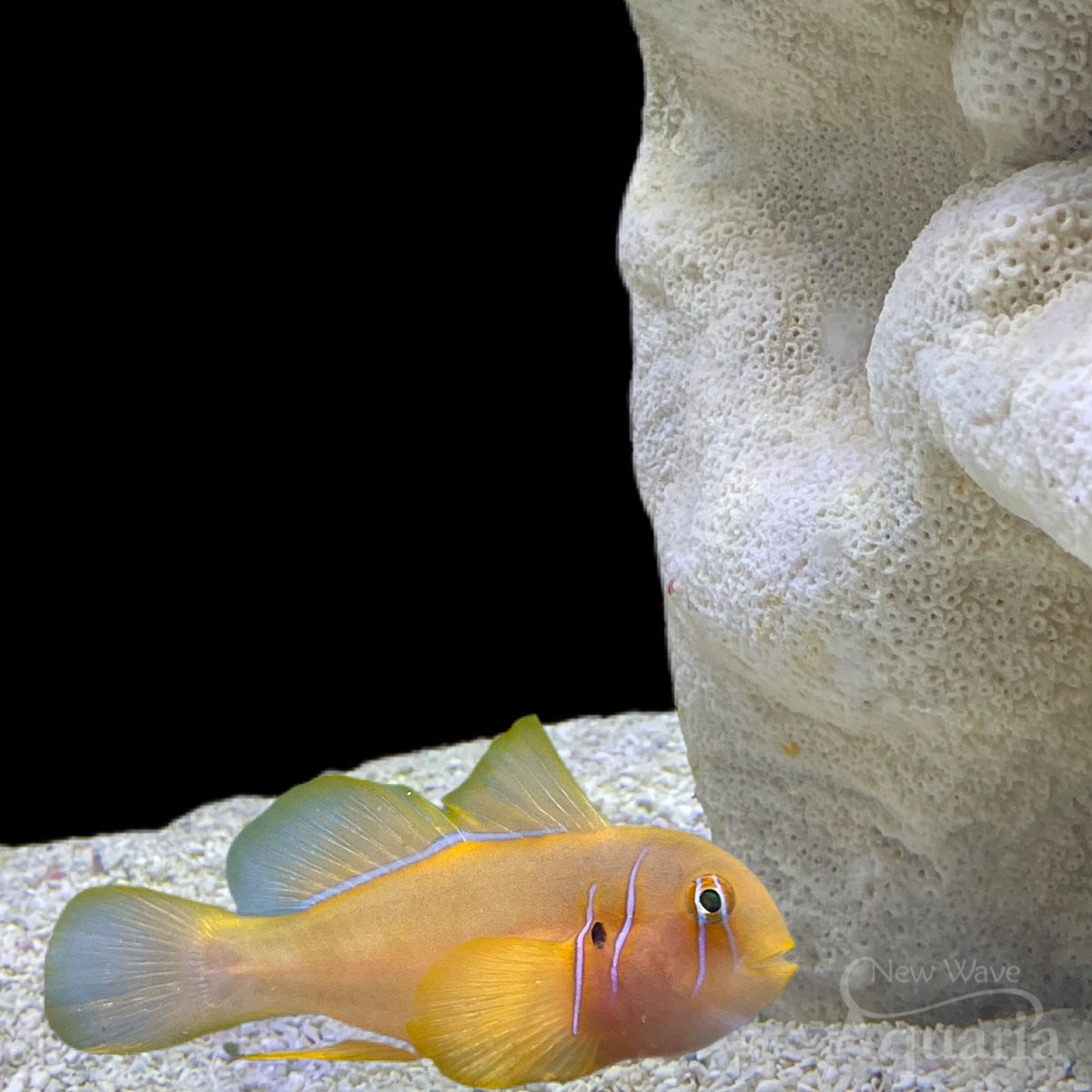Clown Citron Goby – New Wave Aquaria