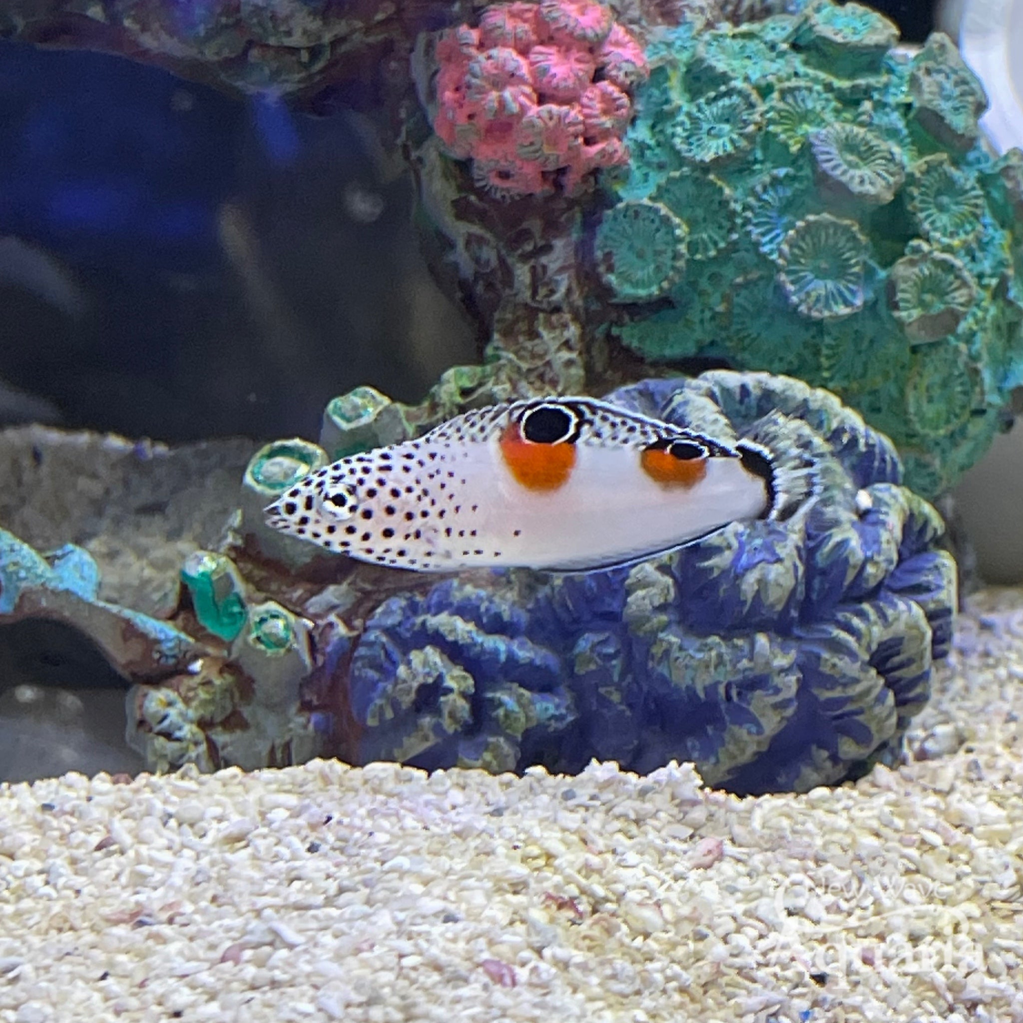 Twin Spot Coris Wrasse – New Wave Aquaria