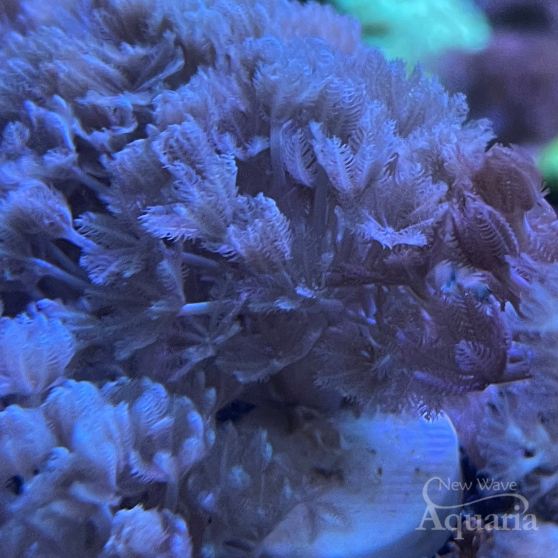 Pulsing Xenia – New Wave Aquaria
