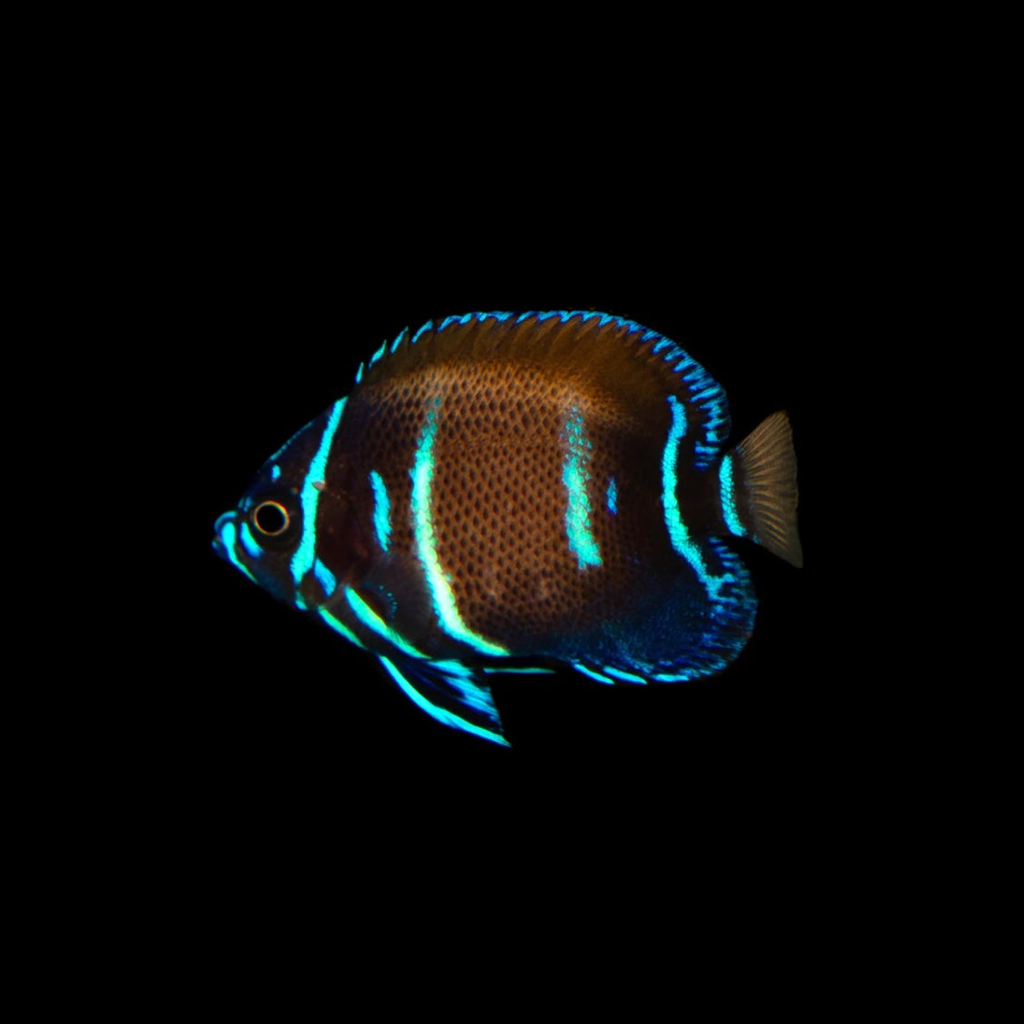 Angelfish – New Wave Aquaria