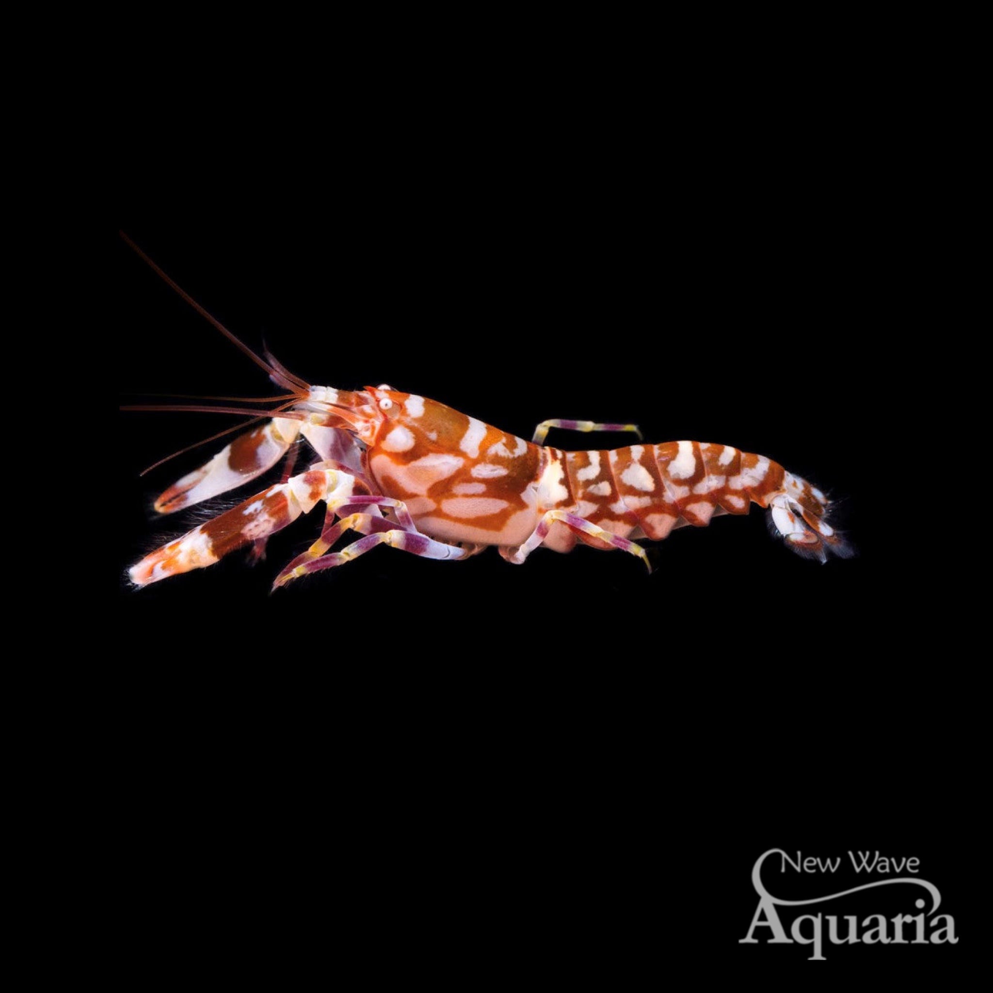 Tiger Pistol Shrimp